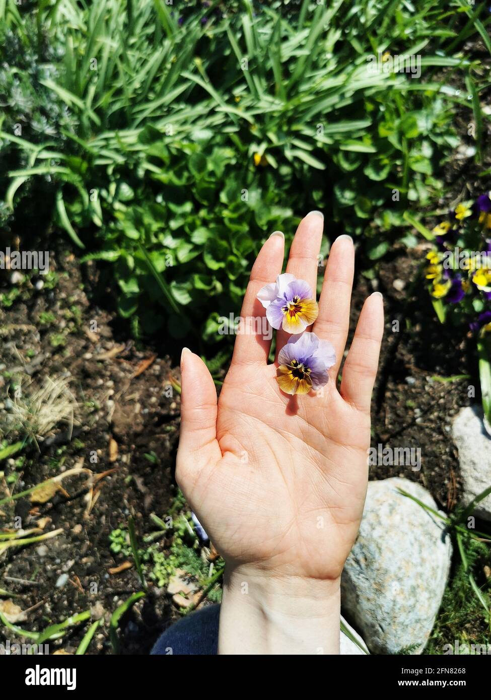 Female hand holding pansies in a garden Stock Photo - Alamy