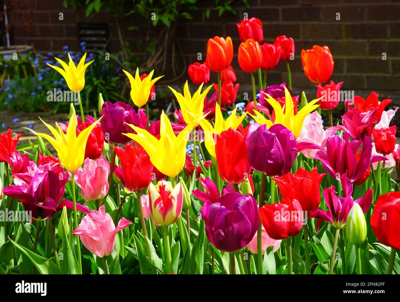 Colourful tulip display hi-res stock photography and images - Alamy