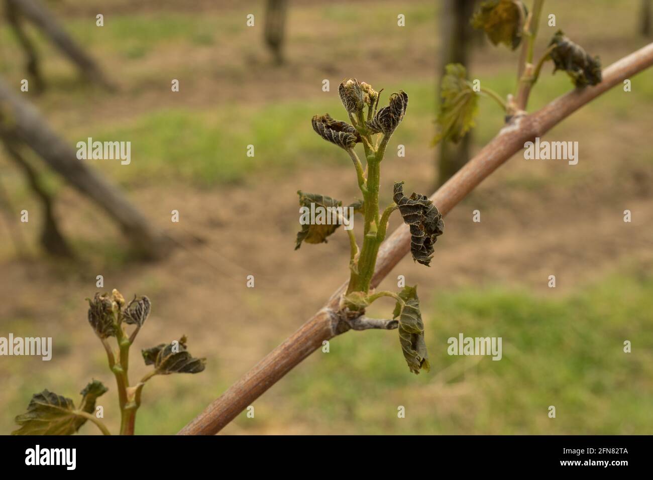 Spring frost destroyed new shoots in the vineyard Stock Photo - Alamy
