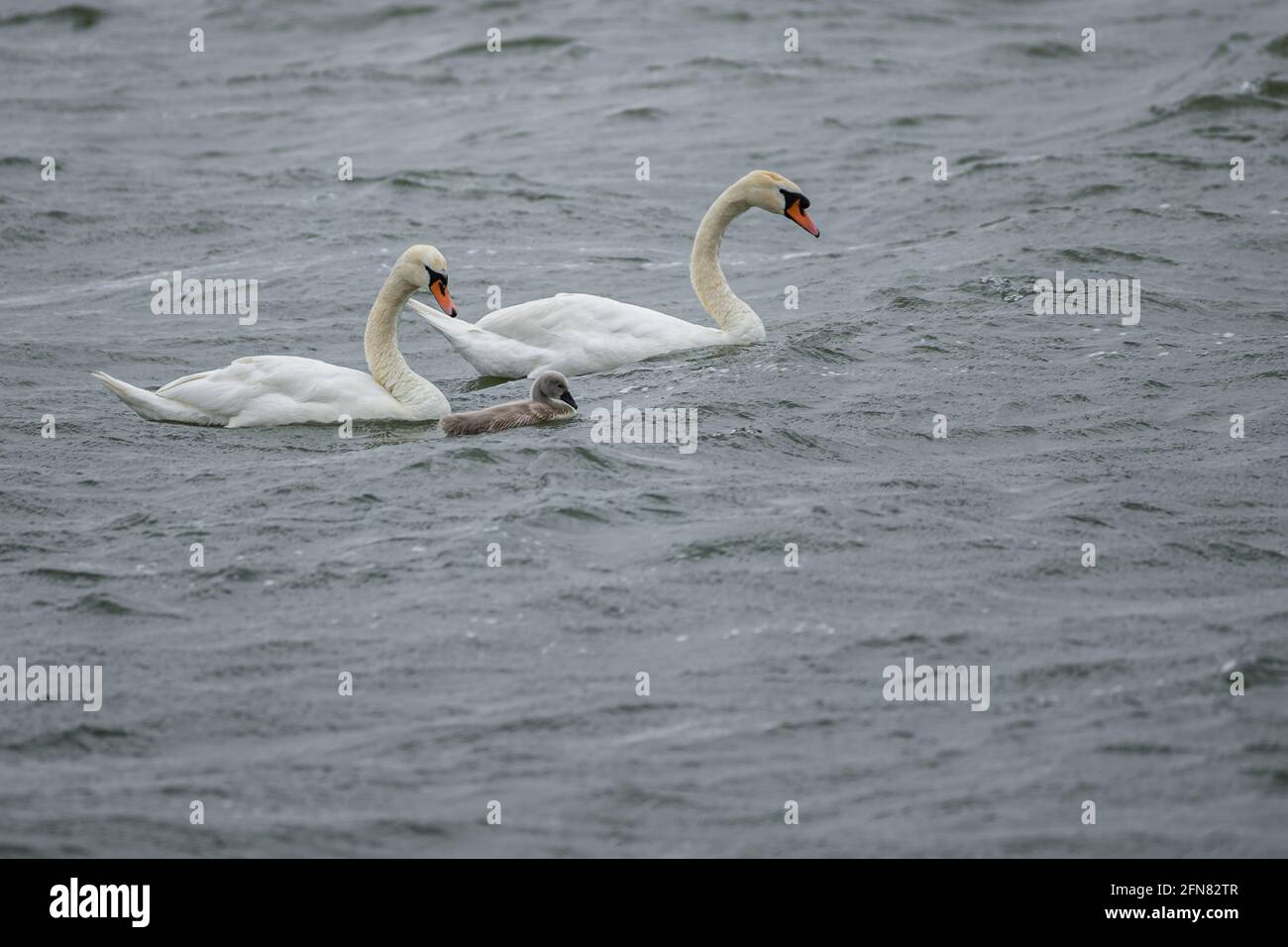 Weather swim hi-res stock photography and images - Alamy