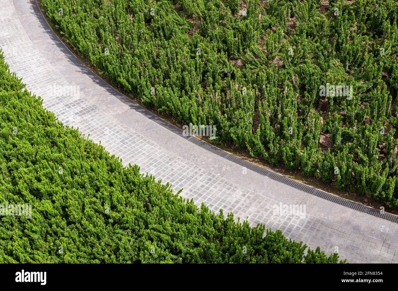 Aerial top view forest tree. Beautiful road in summer forest top view ...