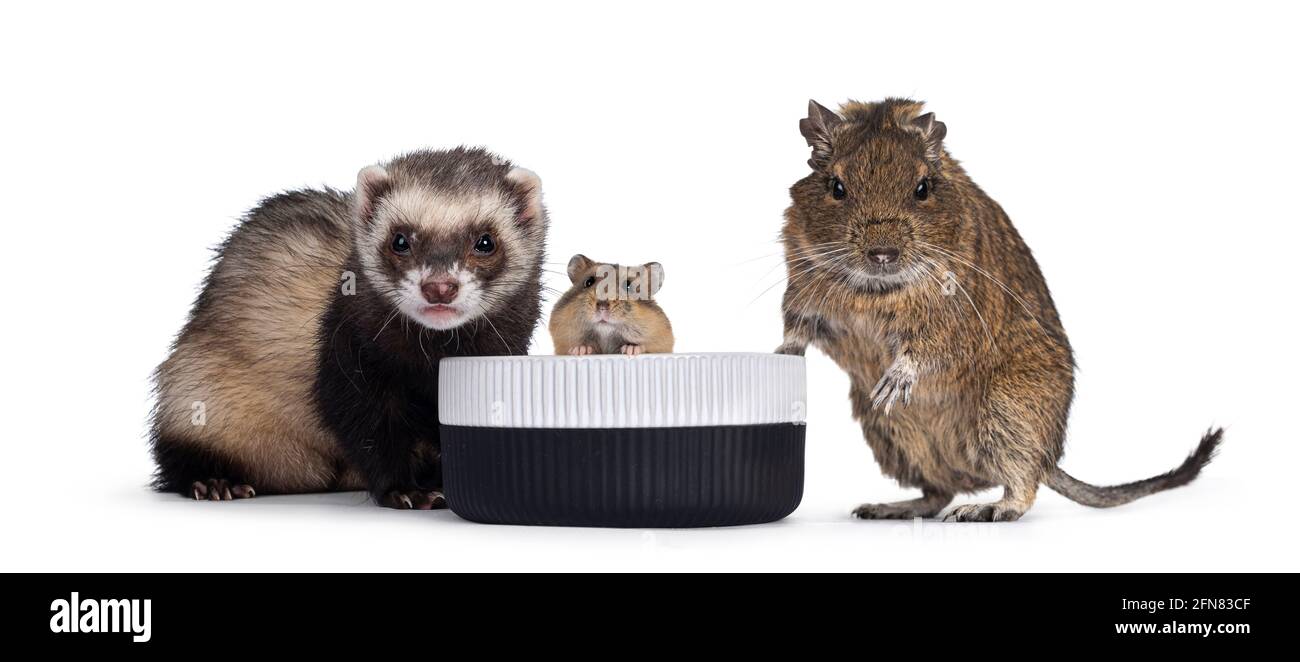 Ferret Teeth High Resolution Stock Photography and Images - Alamy