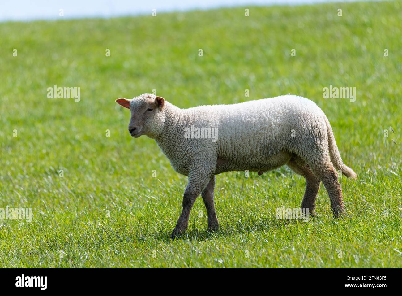 Young bighorn sheep on bright hi-res stock photography and images - Alamy