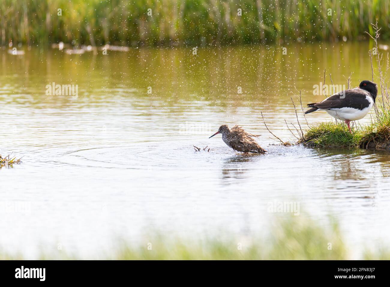 Common pied oyster catcher hi-res stock photography and images - Alamy