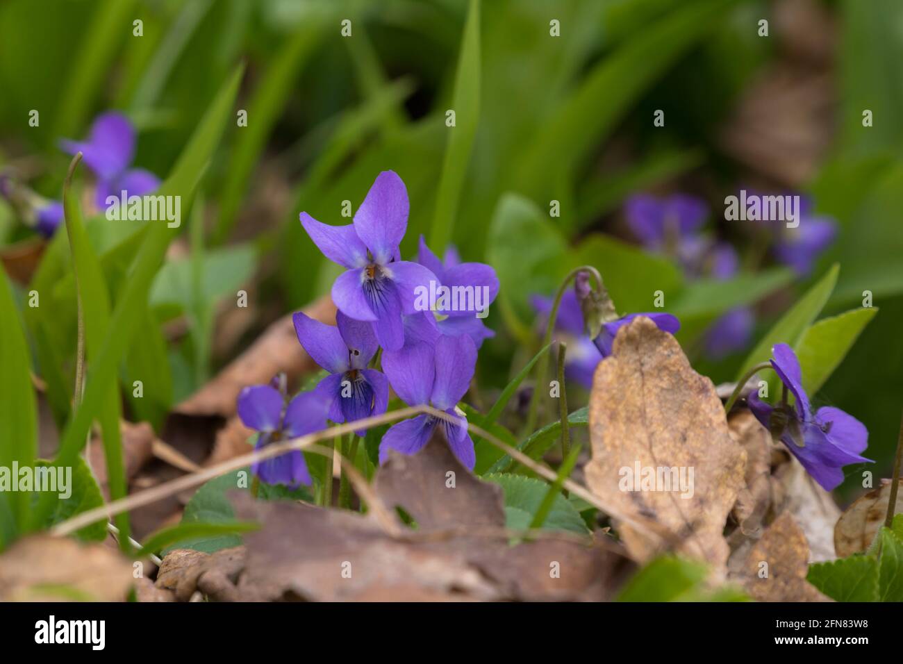 In the spring bloom violets flowers in forest with green background ...