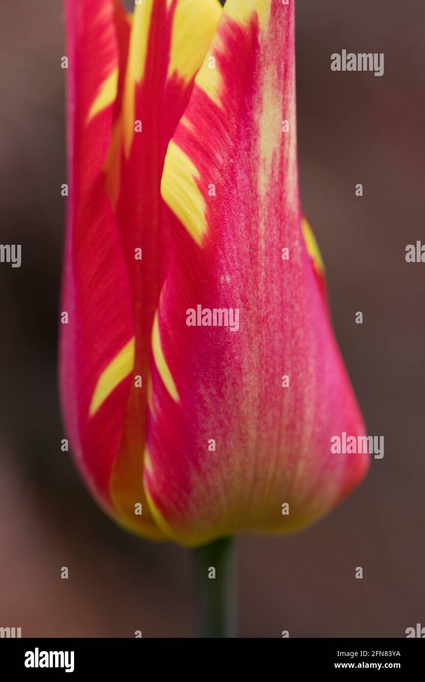 Fireworks tulip hi-res stock photography and images - Alamy