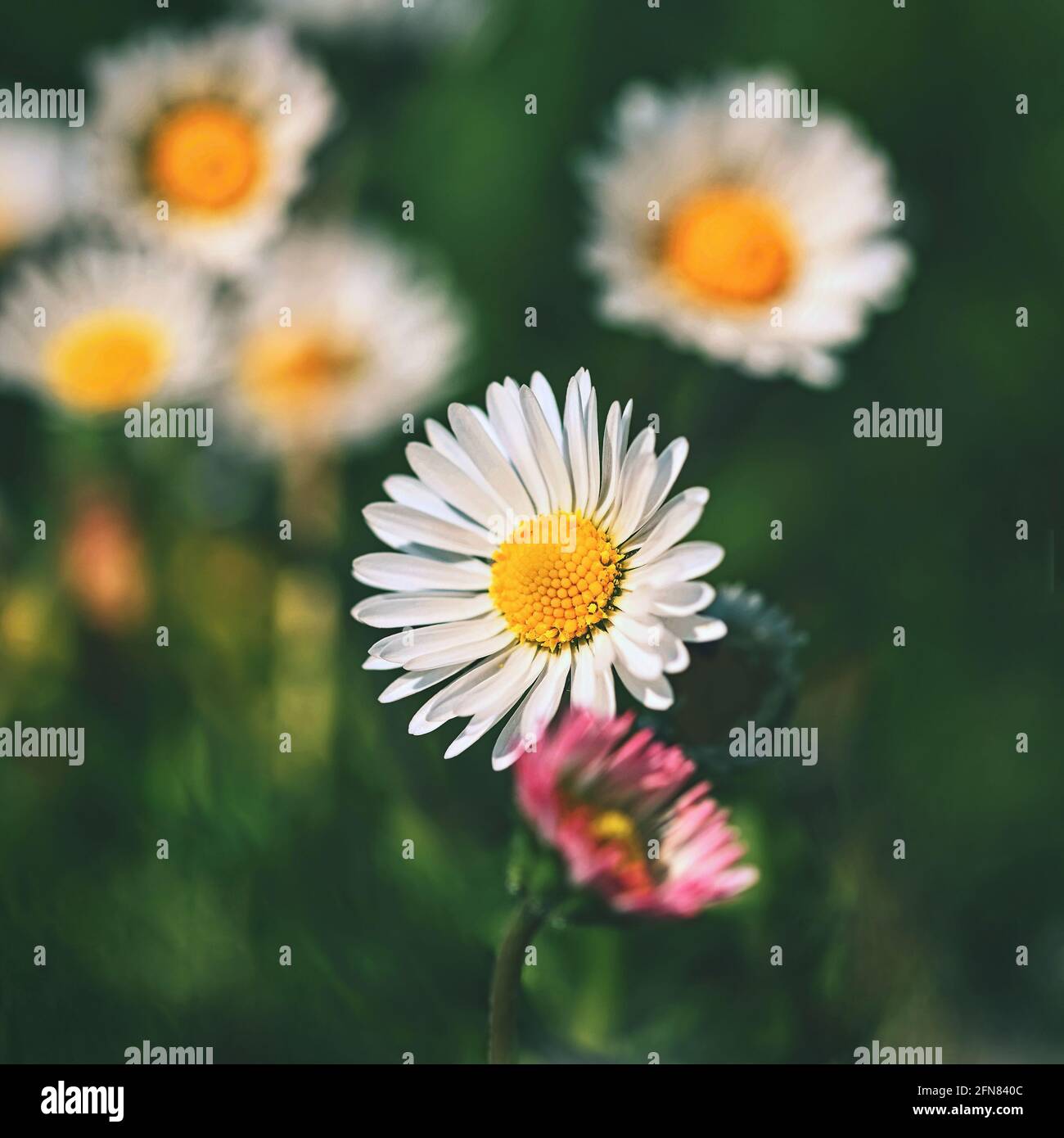 Spring flower - daisy. Macro shot of spring nature up close Stock Photo ...
