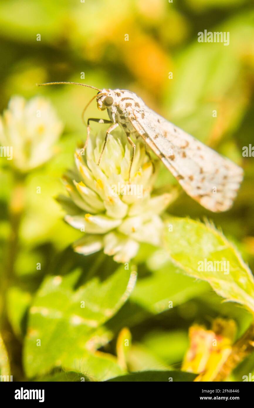 Queensland Insects High Resolution Stock Photography and Images - Alamy