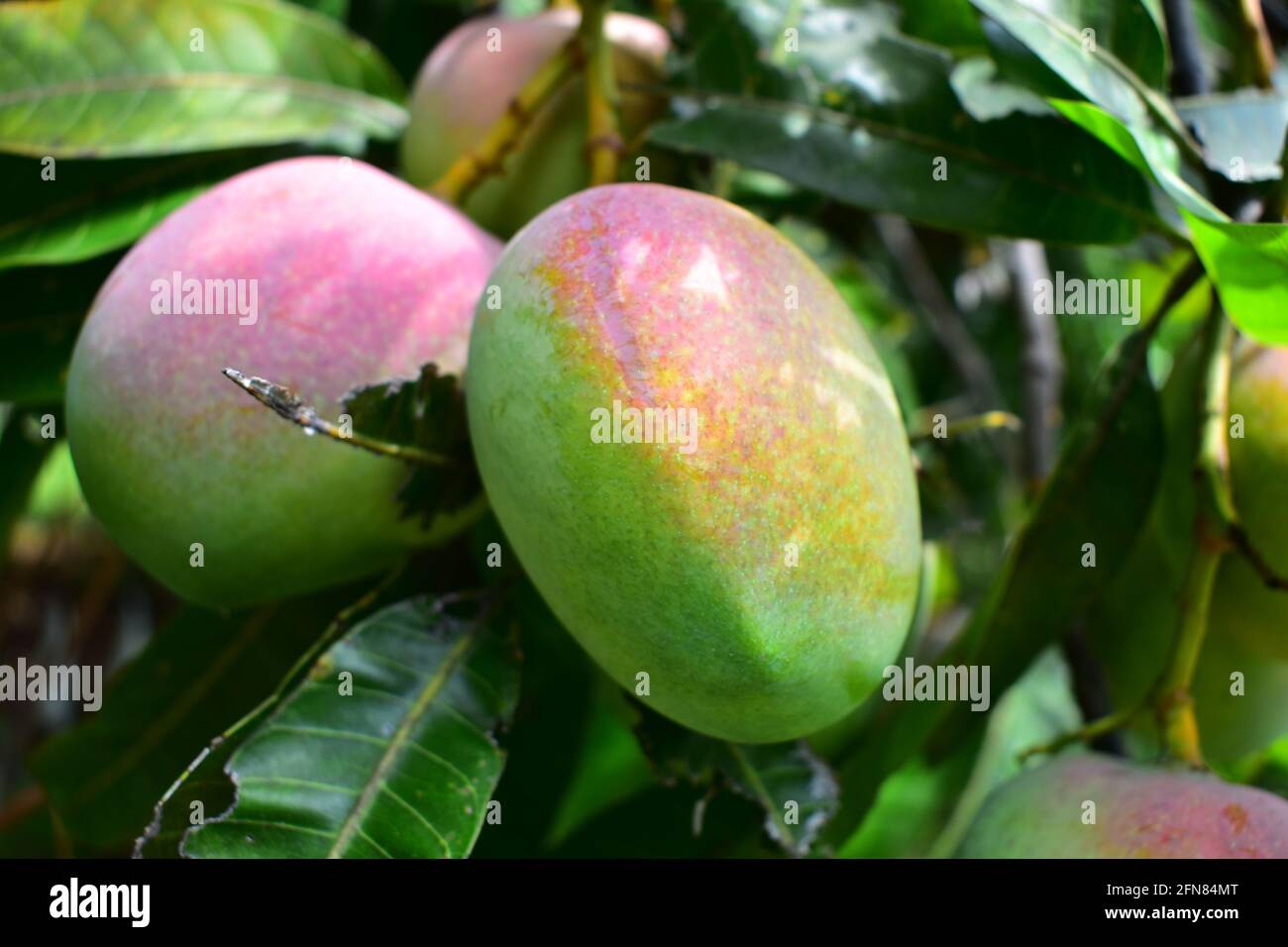 City of mango tree hi-res stock photography and images - Alamy