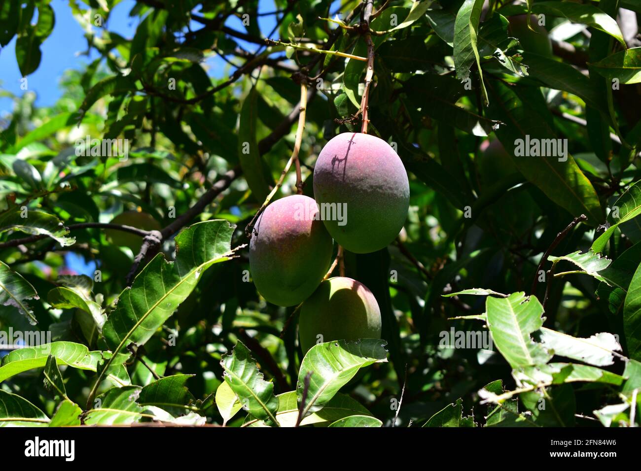 Colorful mangoes on the tree. Mango trees growing in a field in Asia ...