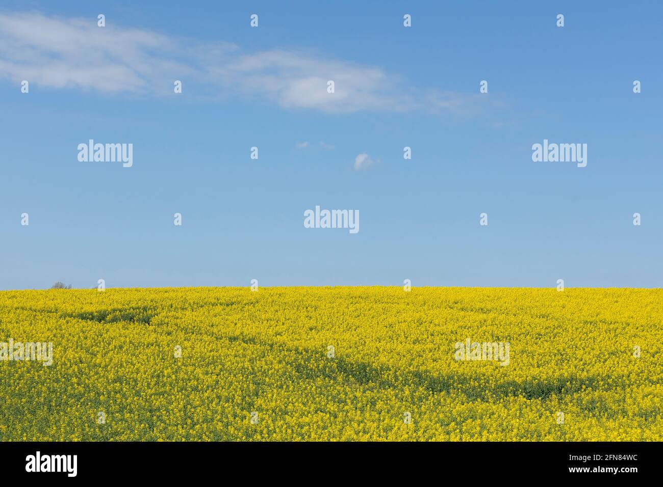 rapeseed field near Rabelsund, Rabel, Schlei, Schleswig-Holstein ...