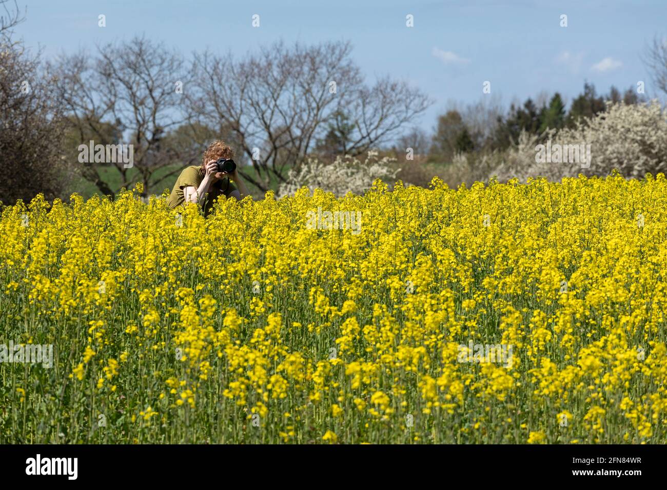 woman taking photos in a rapeseed field near Rabelsund, Rabel, Schlei ...