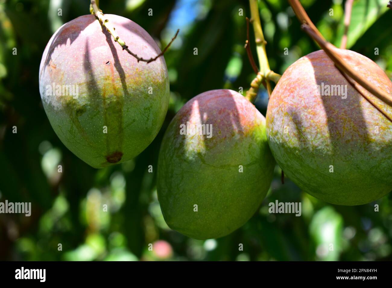 Colorful mangoes on the tree. Mango trees growing in a field in Asia ...