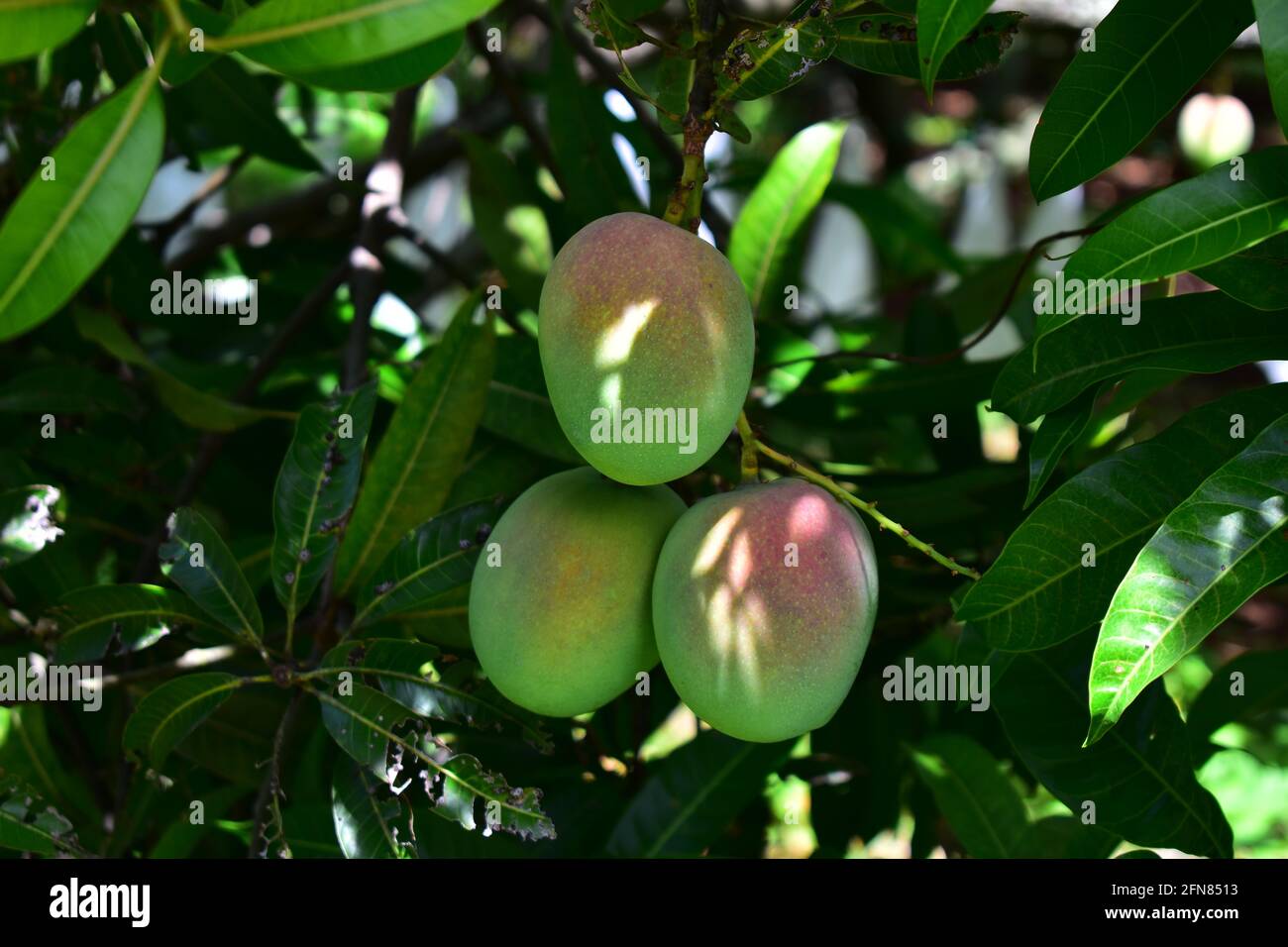 City of mango trees hi-res stock photography and images - Alamy