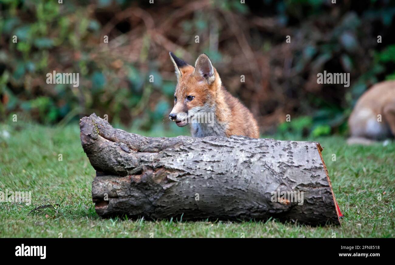 Fox cub exploring the garden Stock Photo - Alamy