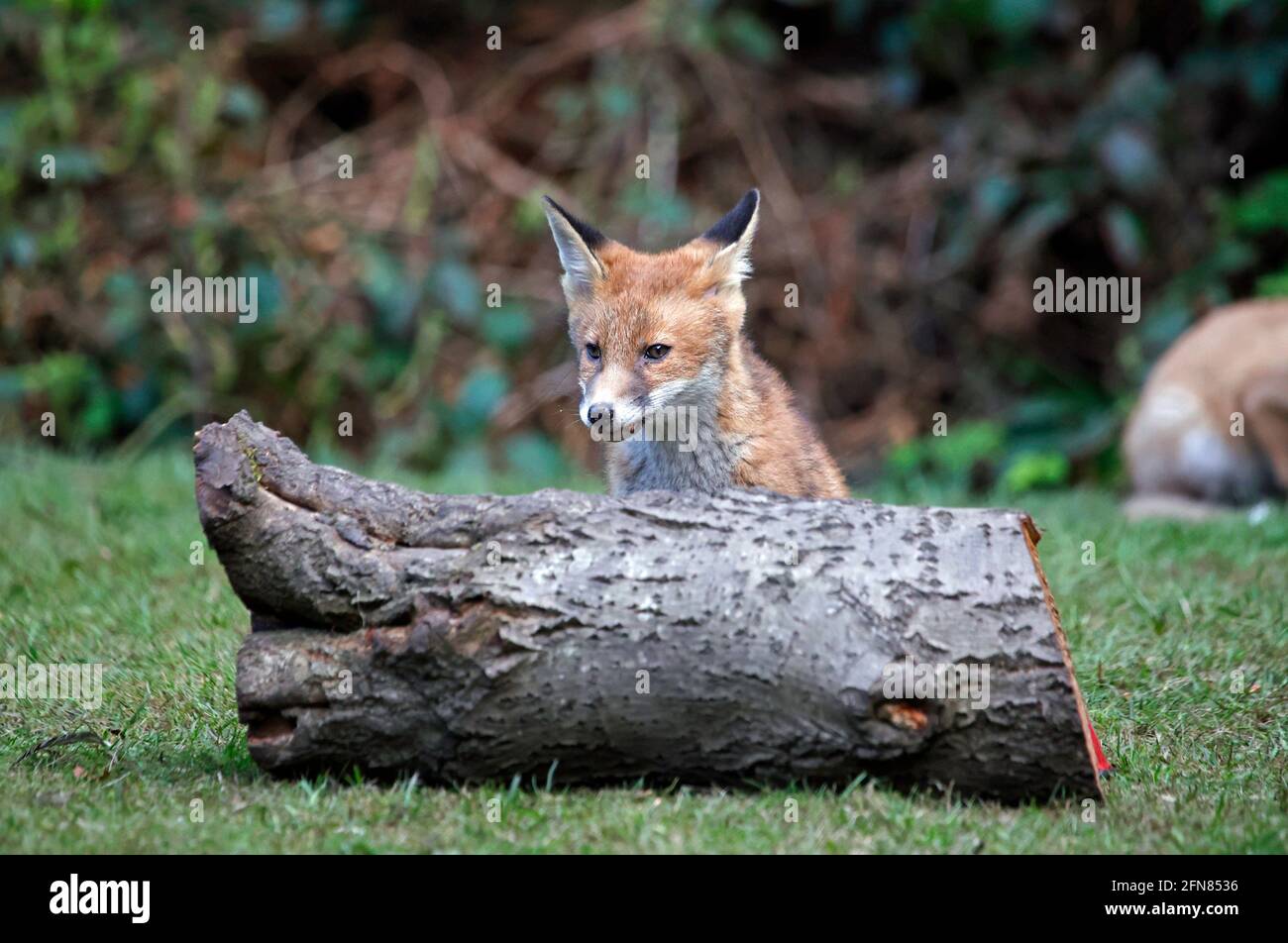 Exploring its habitat hi-res stock photography and images - Alamy