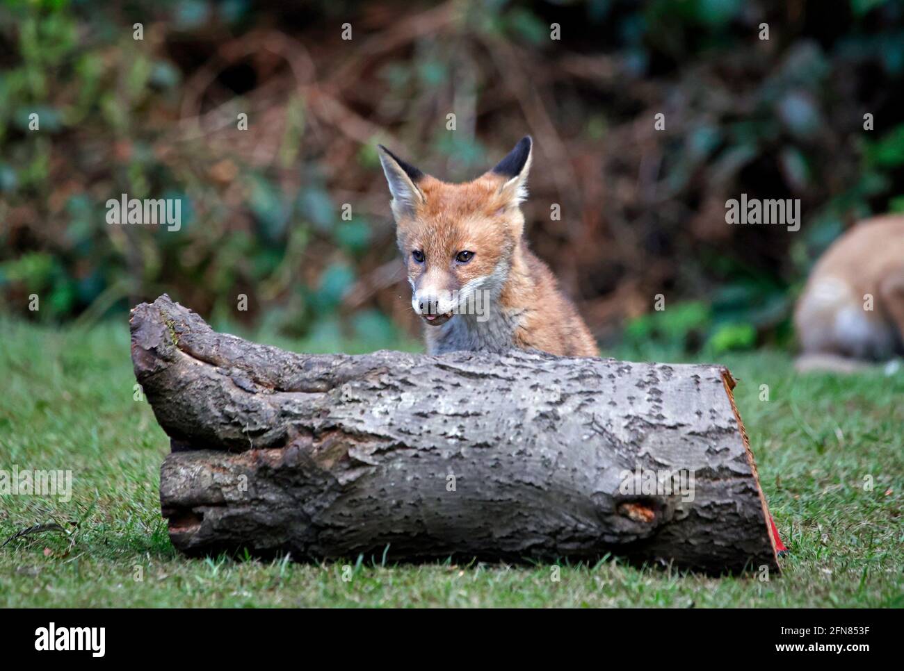Fox cub exploring the garden Stock Photo - Alamy