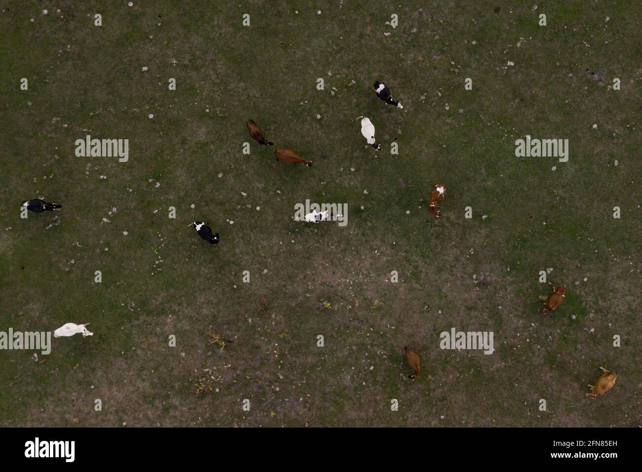 Top down view domestic cow hi-res stock photography and images - Alamy