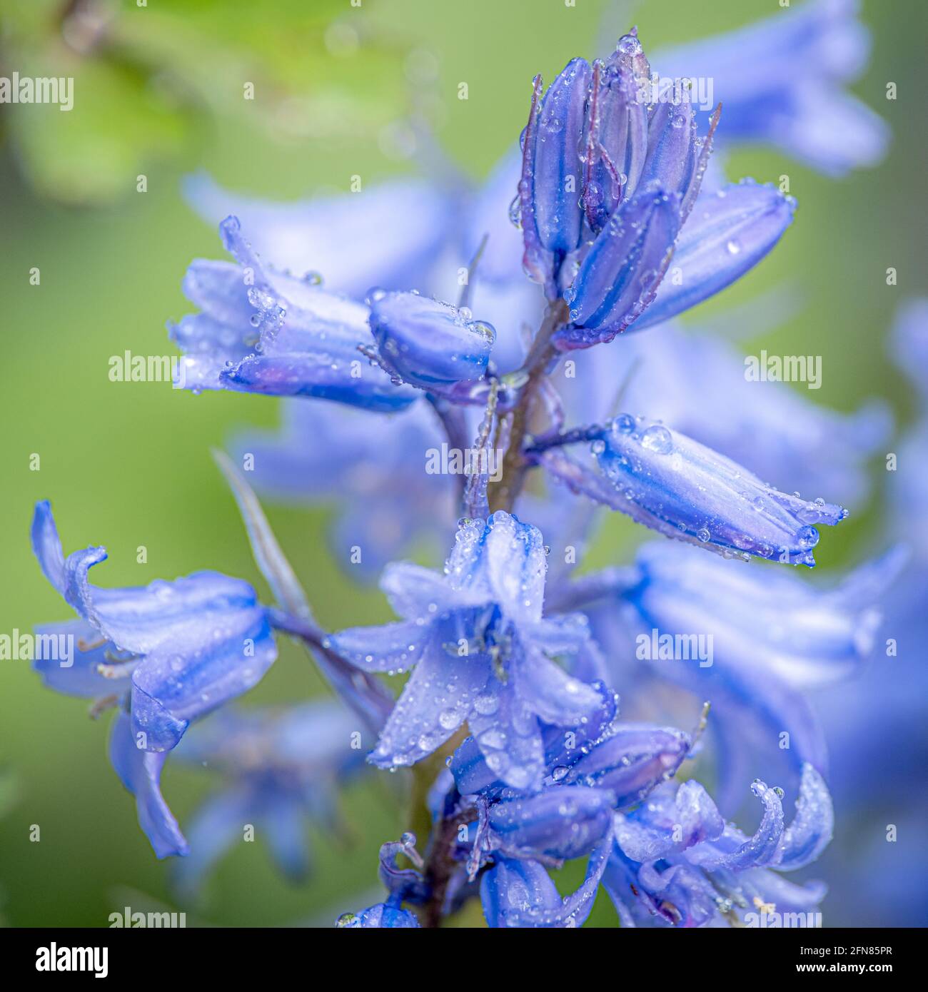 Rain drops sit on the buds and leaves of a bluebell plant Stock Photo ...