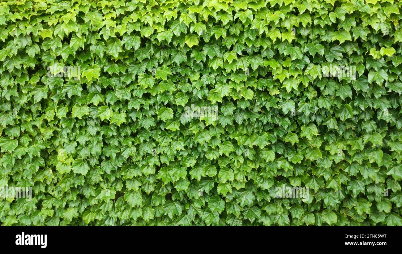 Boston ivy, Japanese creeper, Parthenocissus tricuspidata Stock Photo ...