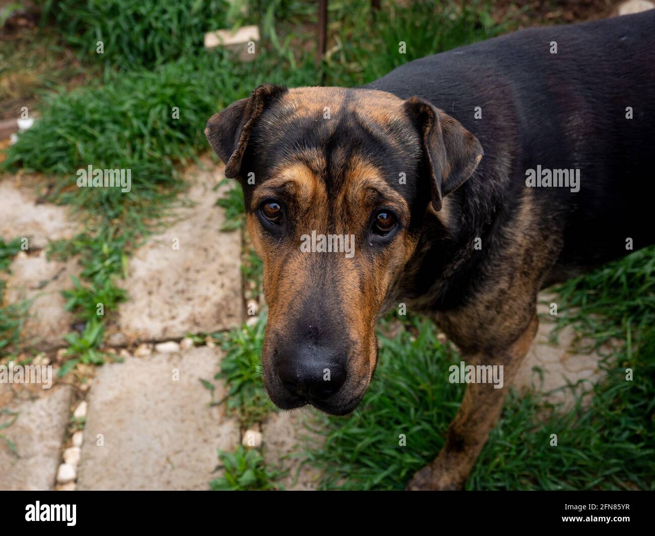 Closeup shot of a mongrel Stock Photo - Alamy
