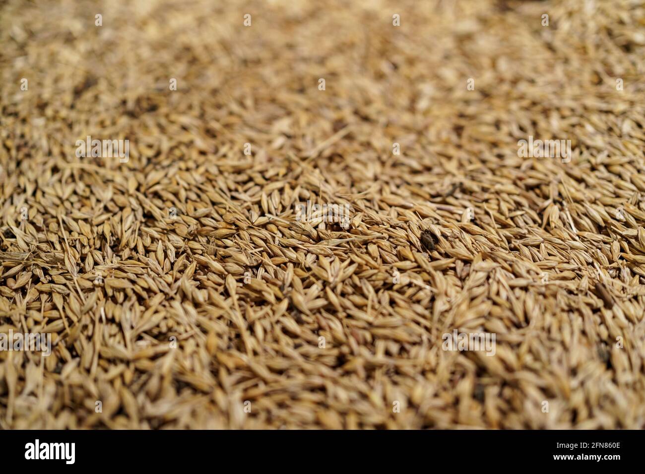Background grain barley, malt ingredient base to make beer, texture of ...