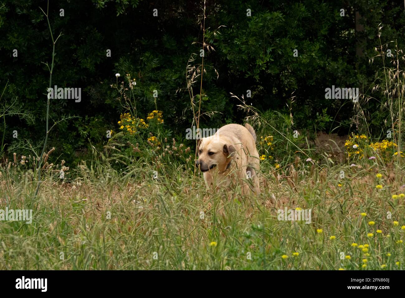 Country mongrel hi-res stock photography and images - Alamy