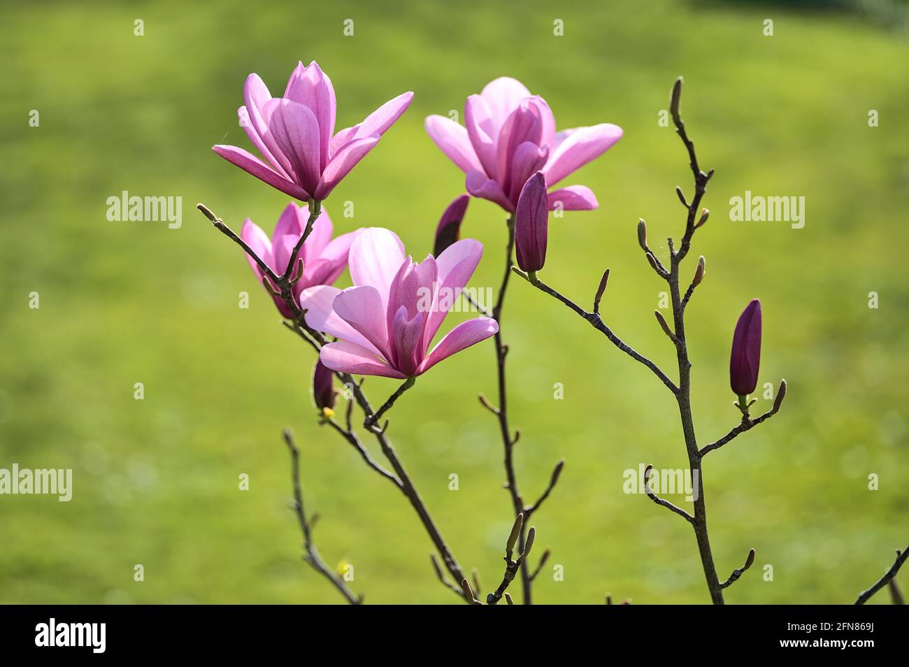 Beautiful closeup view of purple Chinese magnolia (Magnolia Liliiflora ...