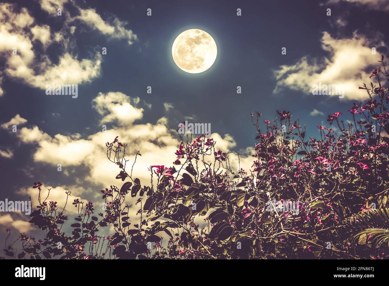 Flower Night Images Of Nature Flower Good Night Colorful Natural