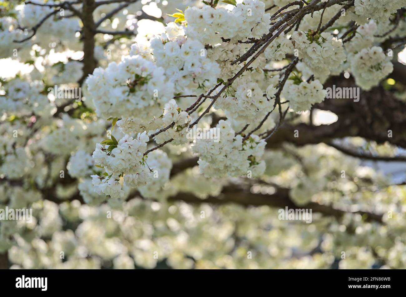 Beautiful closeup view of delicate spring white cherry (Prunus Shogetsu ...