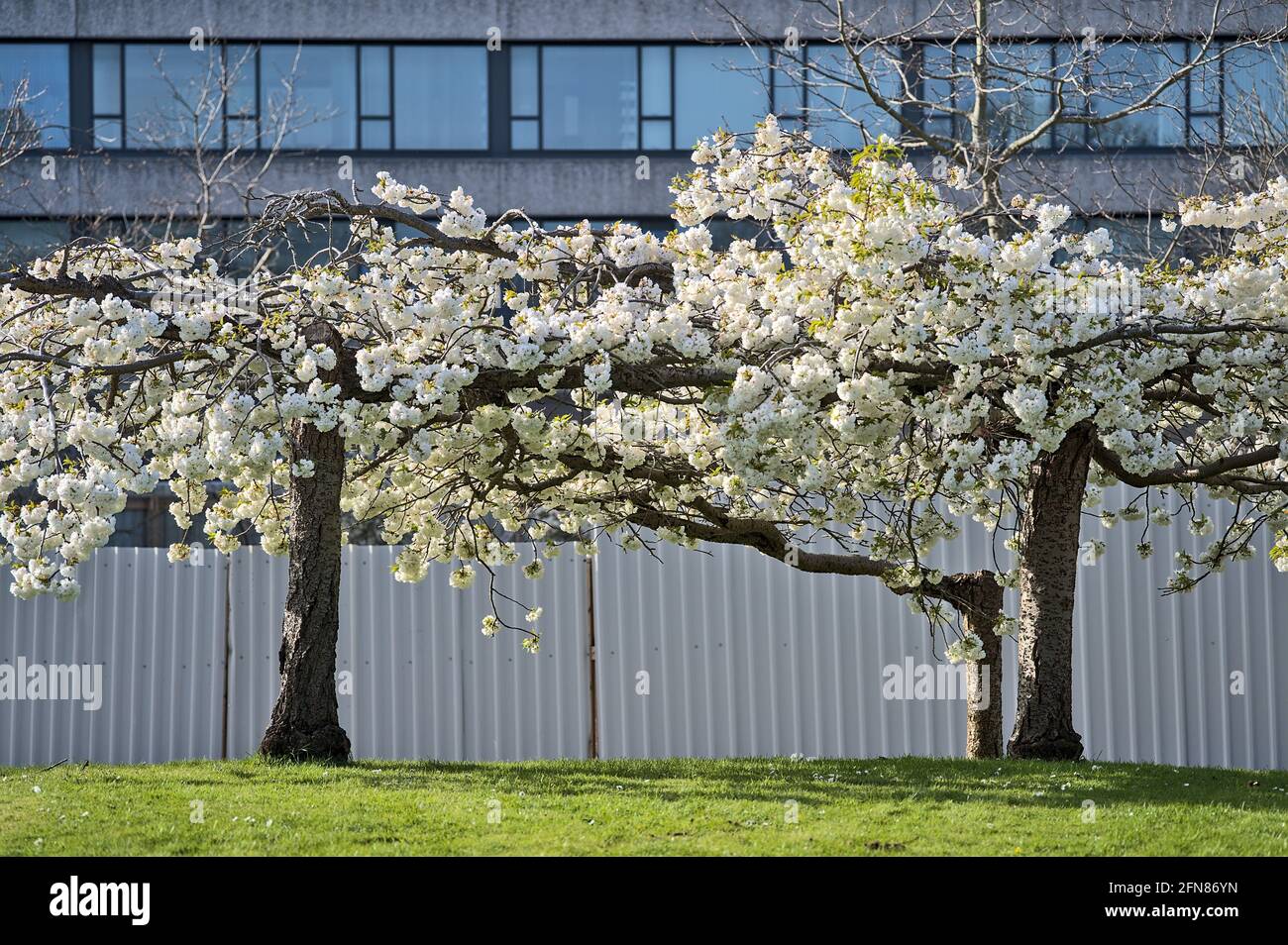 Beautiful distant view of delicate spring white cherry (Prunus Shogetsu ...