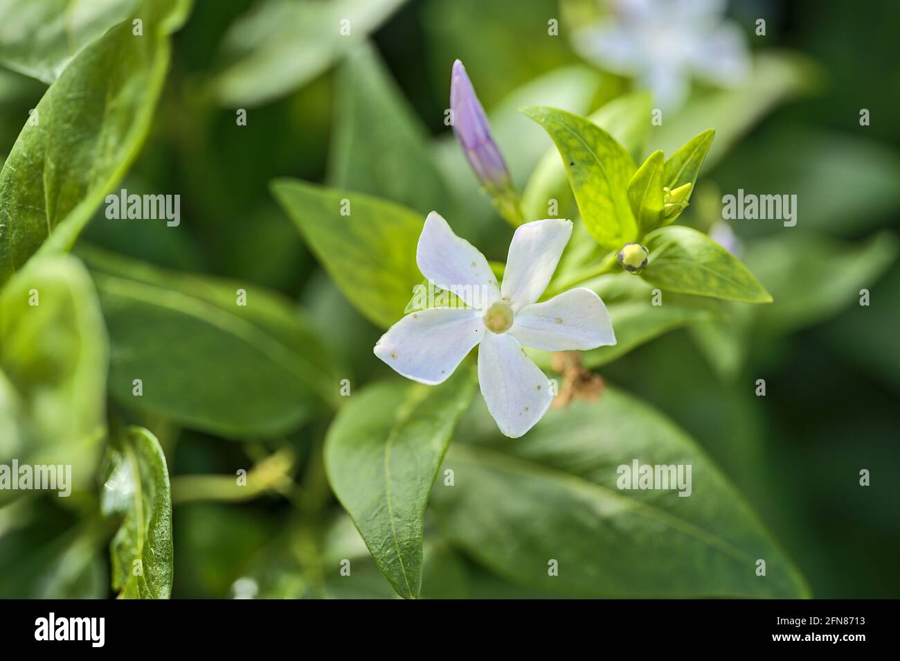 Beautiful closeup view of white common periwinkle (Vinca Apocynaceae ...