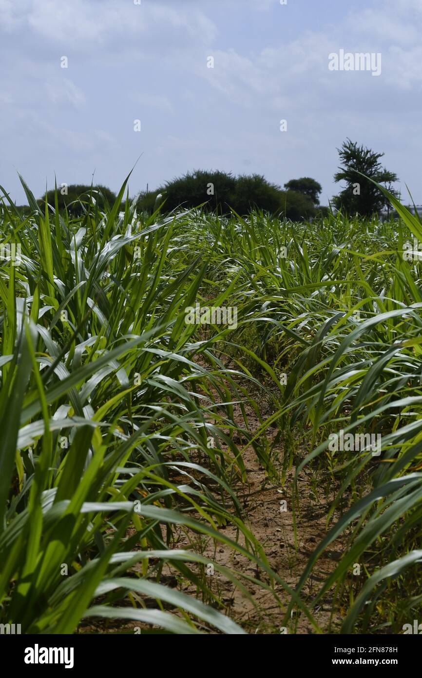 Indian Farm, Napier Grass Farm, Green Grass Stock Photo - Alamy