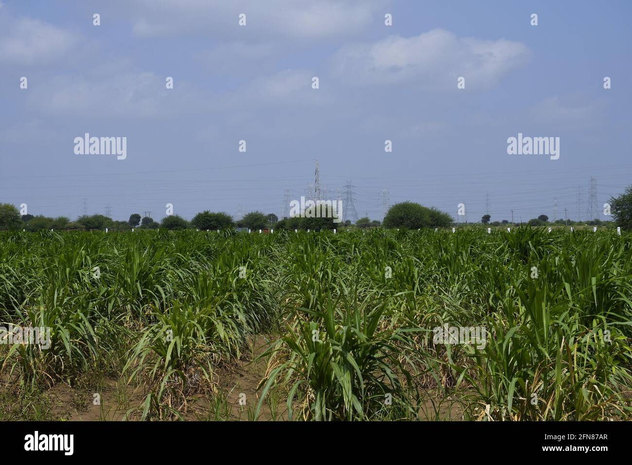 Napier Grass High Resolution Stock Photography and Images - Alamy
