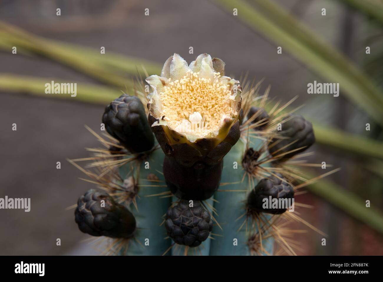 Sydney Australia, cream flowers and bud of a blue columnar cactus Stock ...