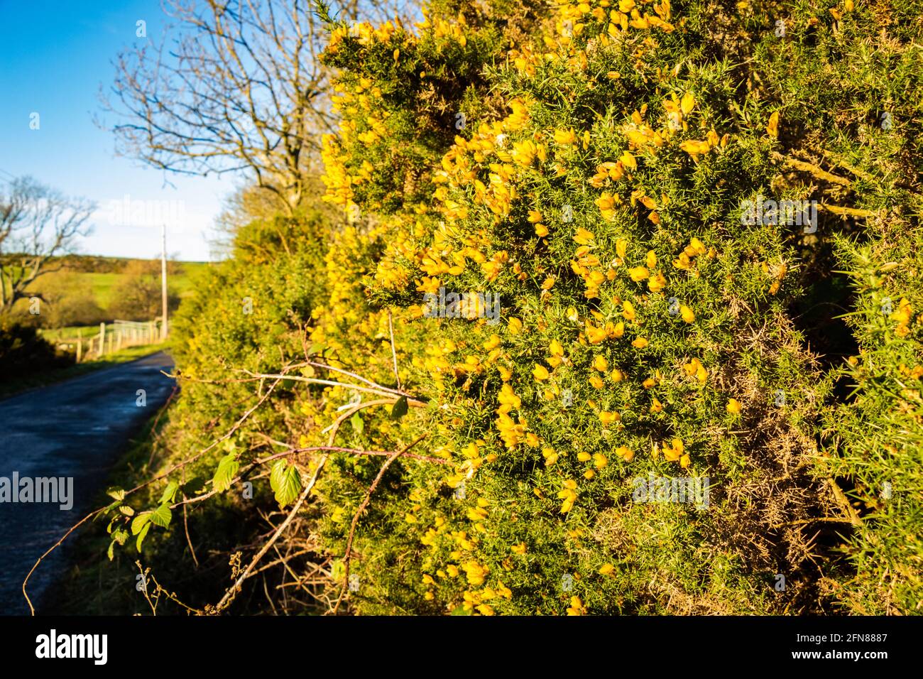 Yellow flowers on a common gorse bush beside a road in the Scottish ...
