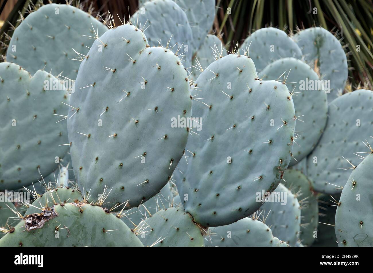 Opuntia robusta cactus hi-res stock photography and images - Alamy