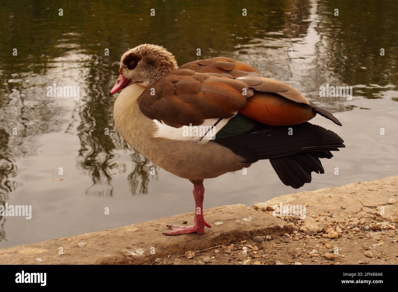 Egyptian fowl hi-res stock photography and images - Alamy