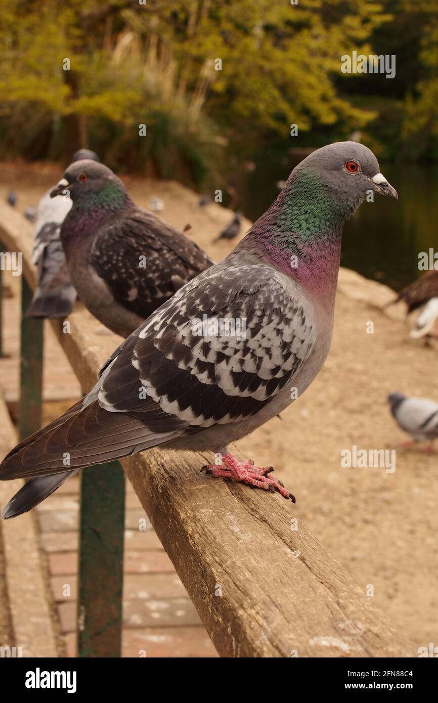 A group of urban, feral pigeons lined up on a wooden railing in a ...