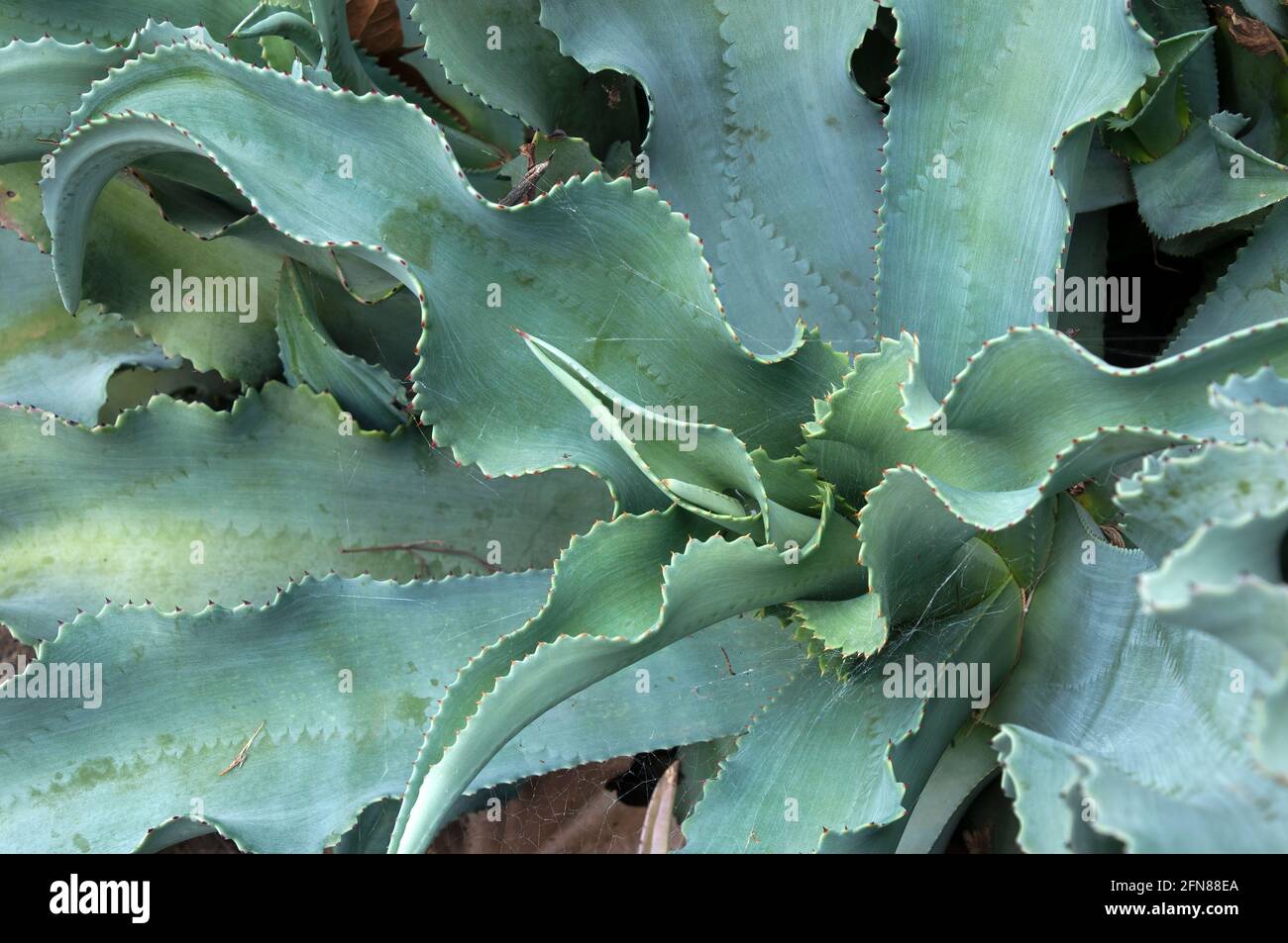 Sydney Australia, wavy leaves of an agave gypsophila plant Stock Photo ...