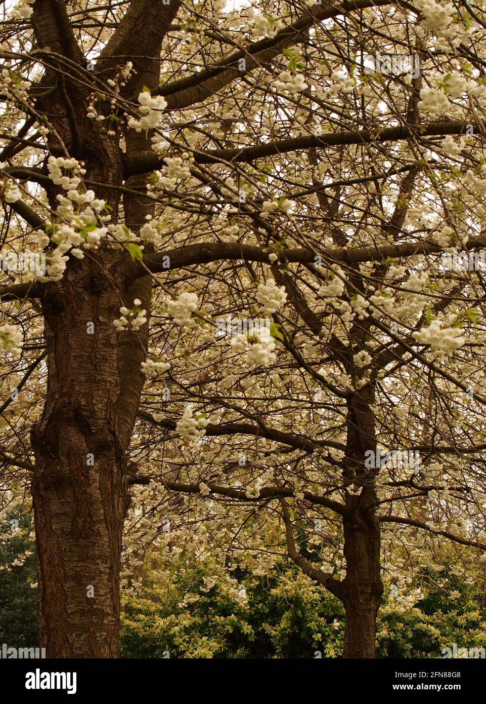 Two cherry blossom trees hi-res stock photography and images - Alamy