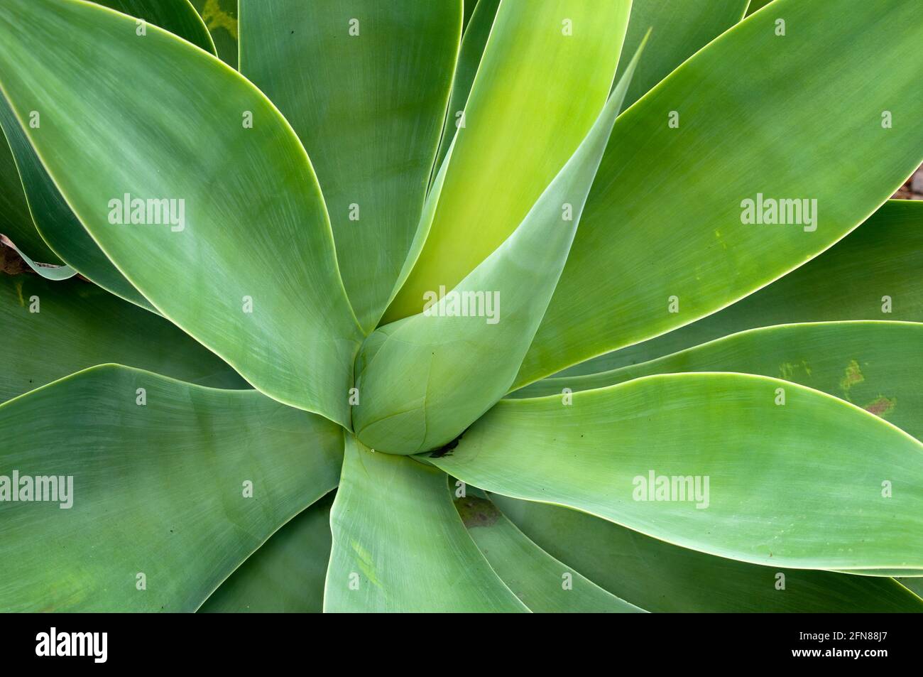 Sydney Australia, close-up of leaves and centre of an agave attenuata ...