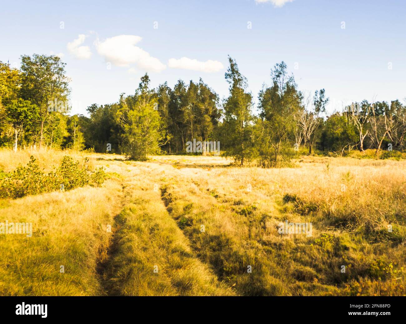 Grasses Grassland High Resolution Stock Photography and Images - Alamy