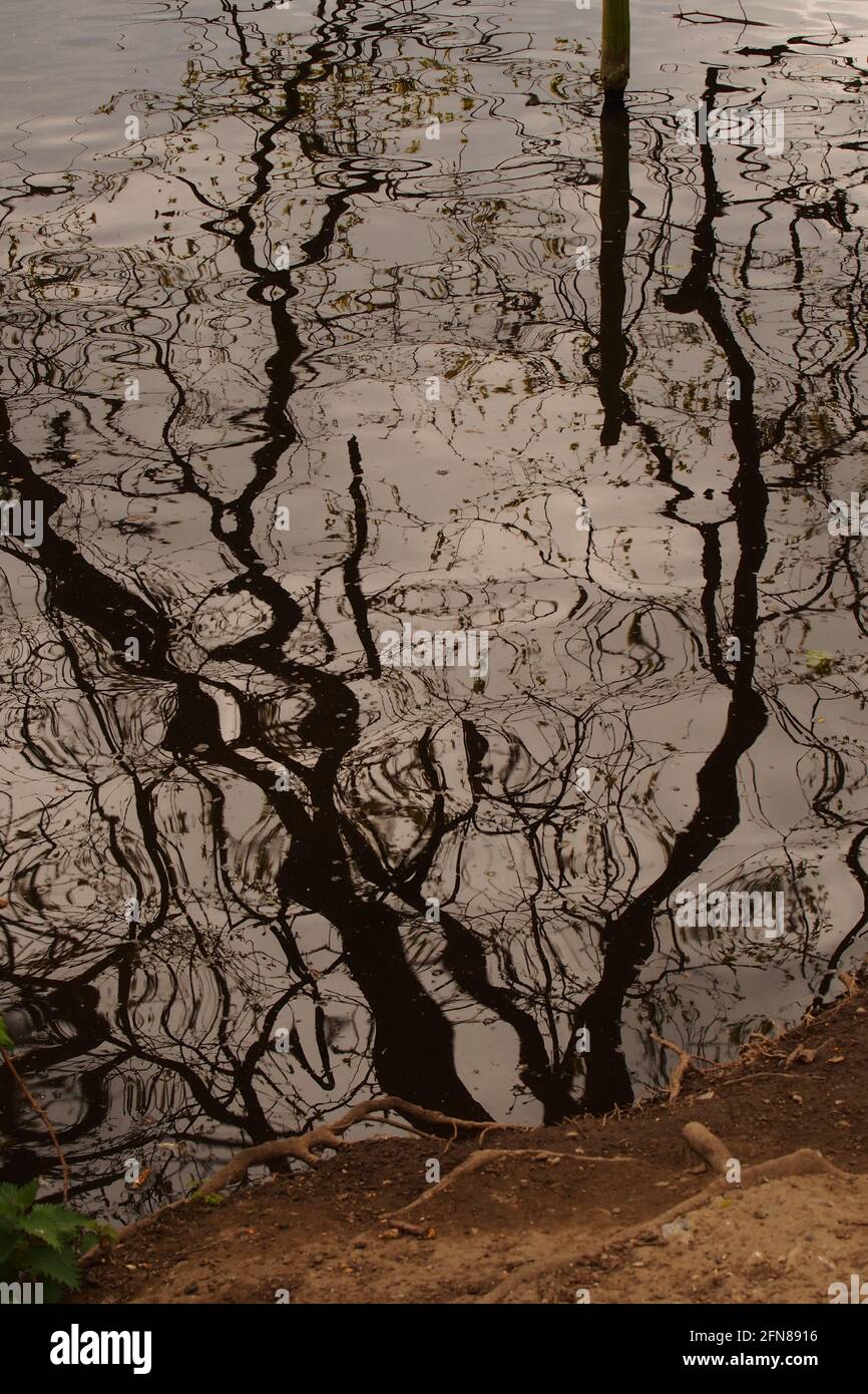 A reflection of a leafless tree in a lake showing water movement and a ...