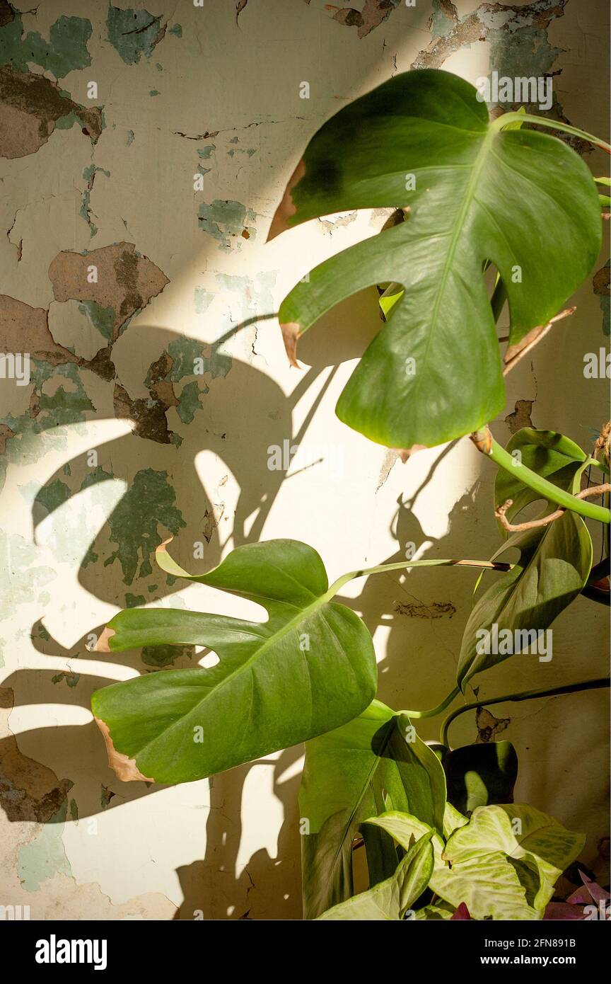 Beautiful plant with big leaves casting shadows dark shadows Stock ...