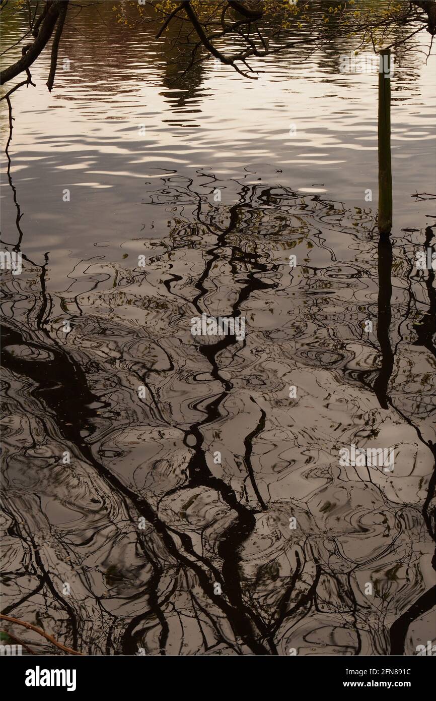 A reflection of a leafless tree in a lake showing water movement and a ...