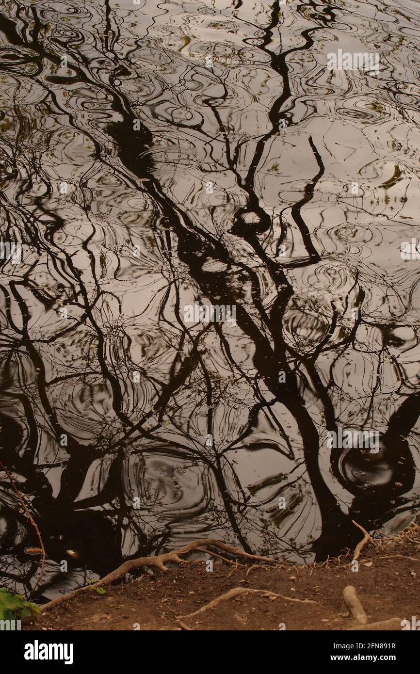 A reflection of a leafless tree in a lake showing water movement and a ...