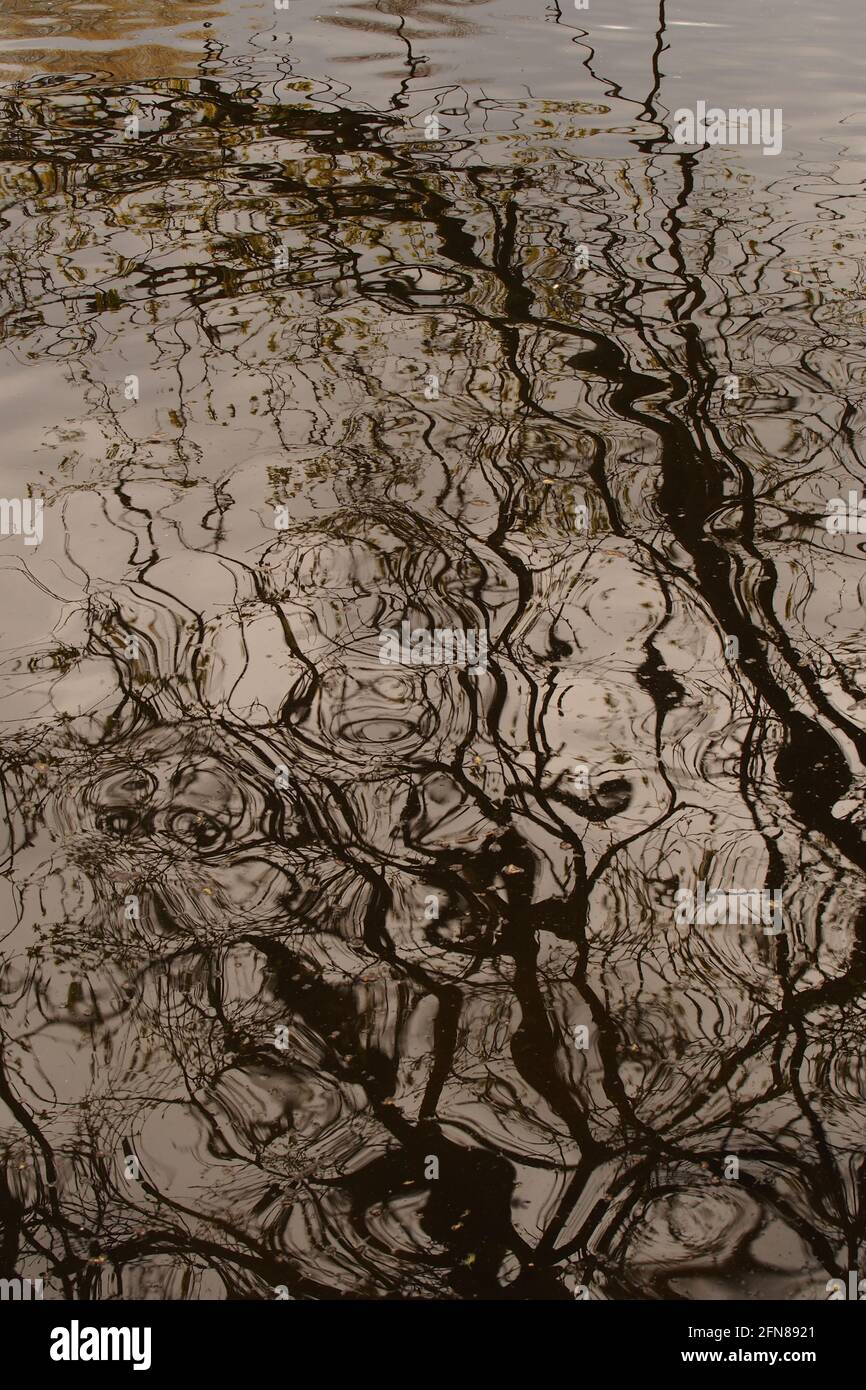 A reflection of a leafless tree in a lake showing water movement and a ...