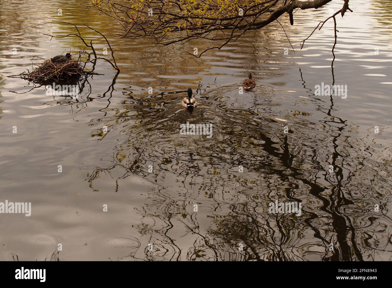An image of one male and female Mallard ducks with a Coot and it's nest ...