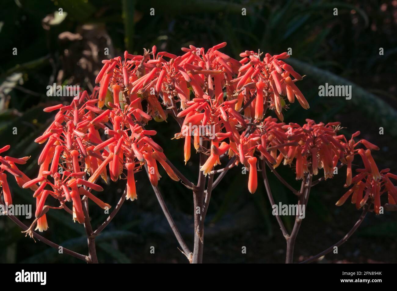 Sydney Australia, aloe striata known as coral aloe native to southern ...